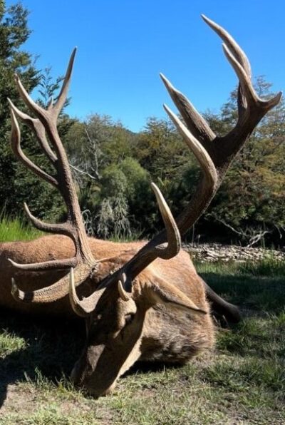 Learning the Difference Between Elk and Red Stag Hunting - Mountain ...